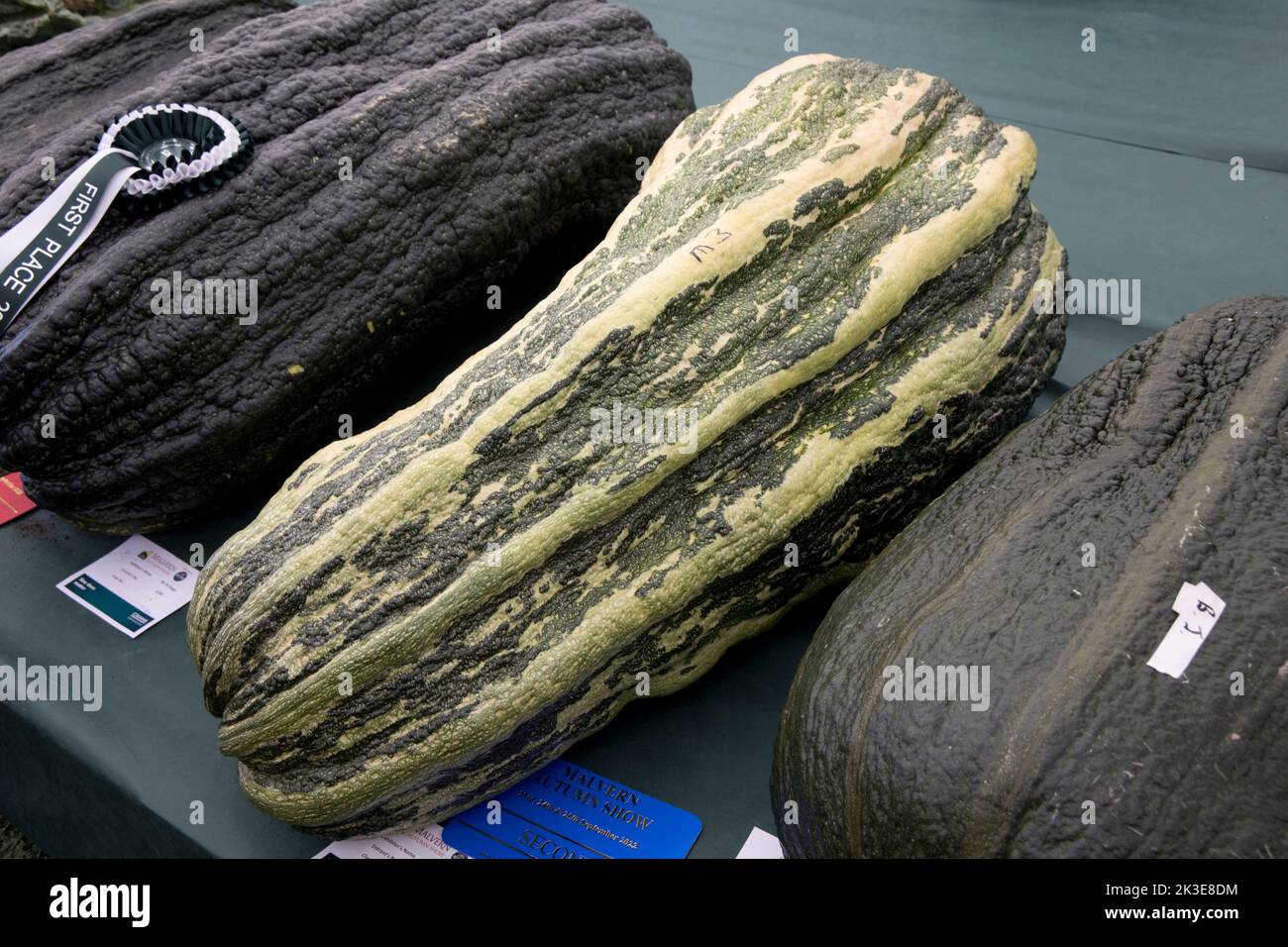 Giant cucumber was one of the giant vegetables at Three Counties Autumn ...