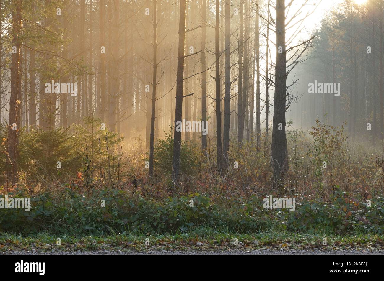 Sunlight and fog in a forest Stock Photo - Alamy