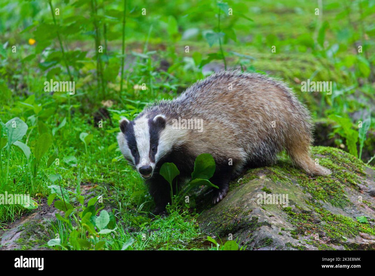 European badger (Meles meles) foraging among rocks in forest Stock ...