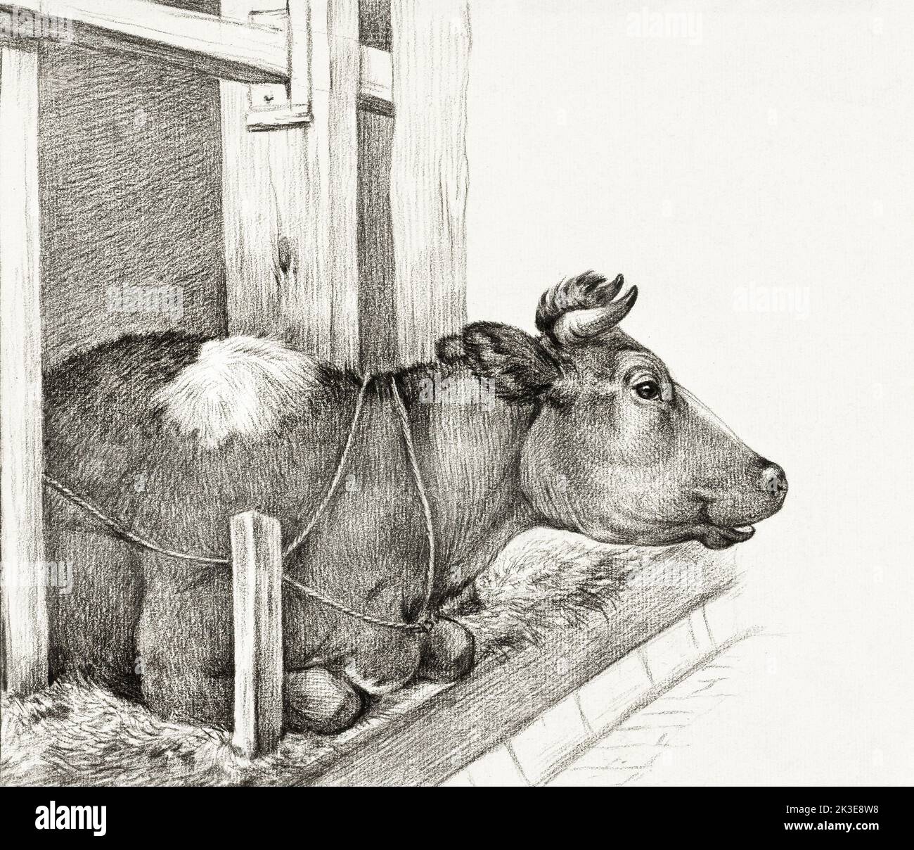 Lying cow (1812) by Jean Bernard (1775-1883). Original from The ...