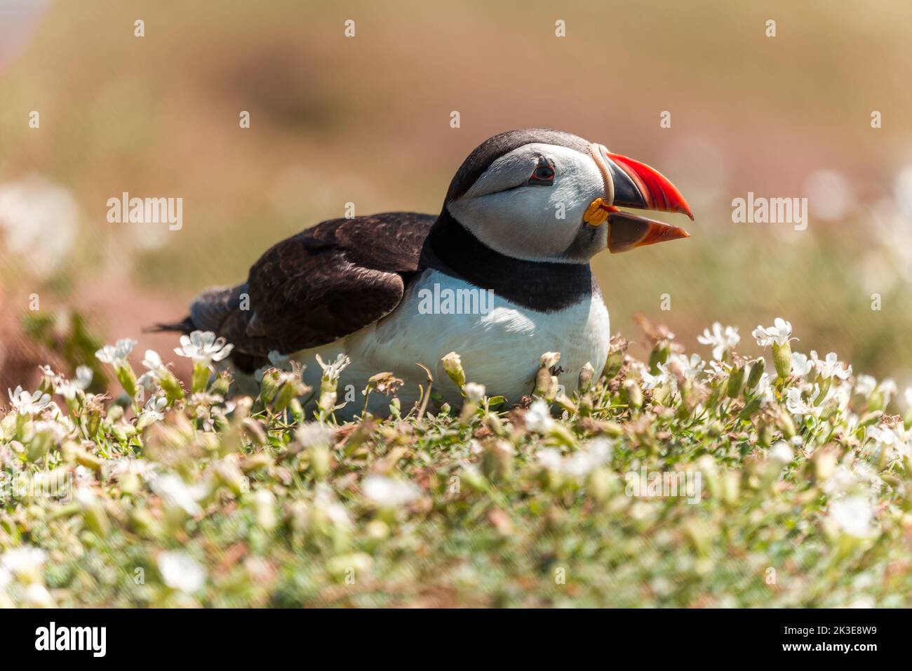 Puffin nesting ground hi-res stock photography and images - Alamy
