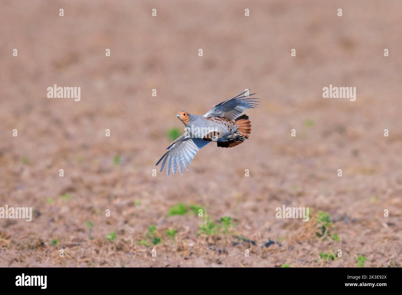 Grey partridge / English partridge / hun (Perdix perdix) male flying ...