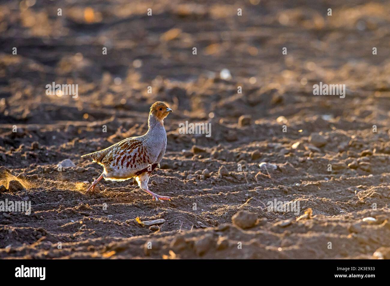 Grey partridge / English partridge / hun (Perdix perdix) male running ...