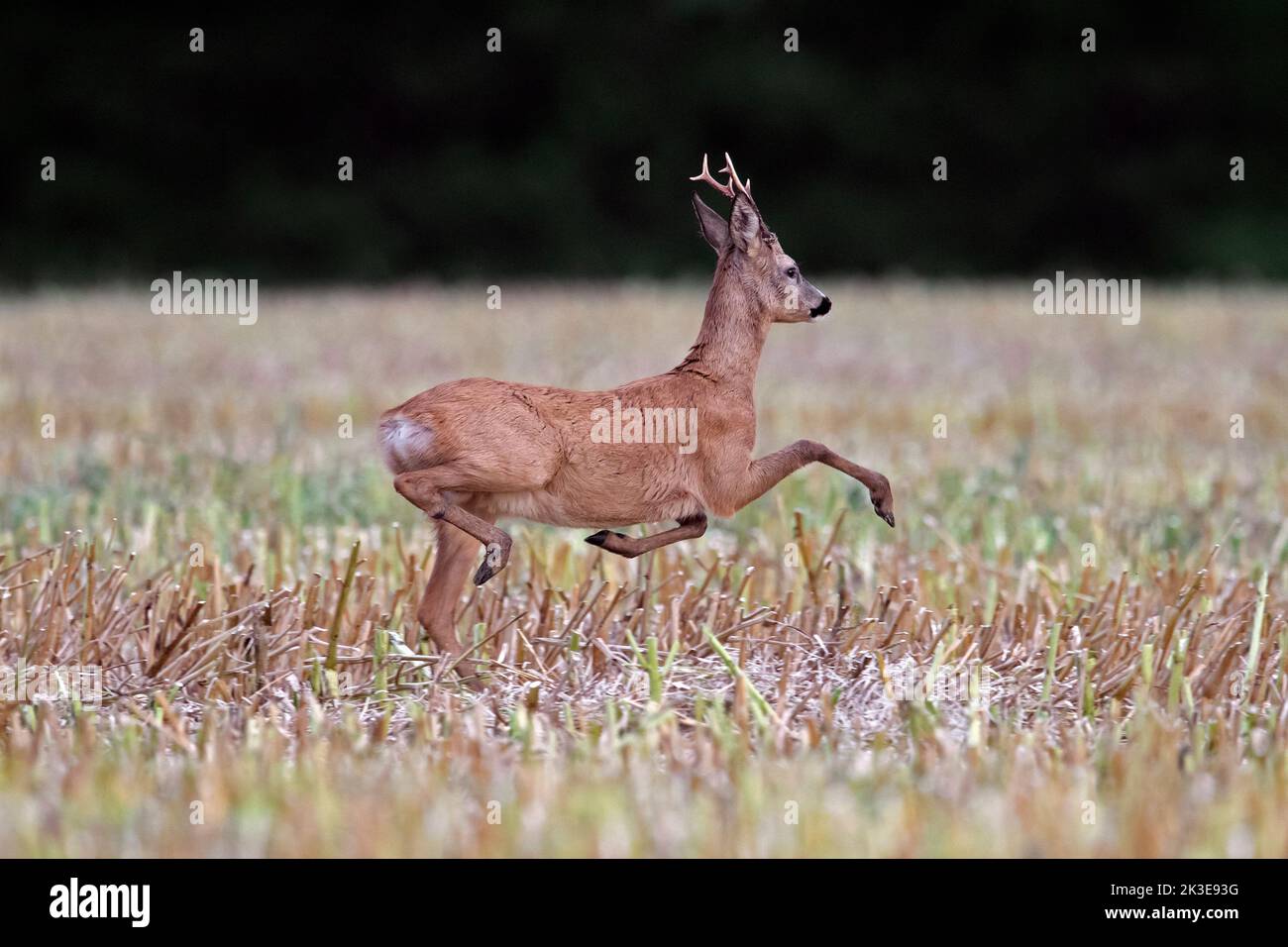 European roe deer (Capreolus capreolus) buck running over stubble field ...