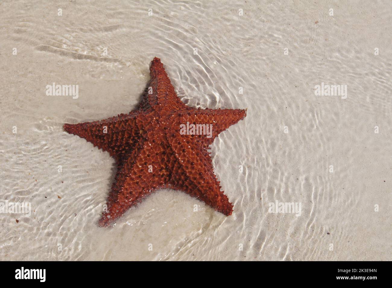 Starfish in Playa Pilar de Cayo Guillermo - Tropical island located in ...