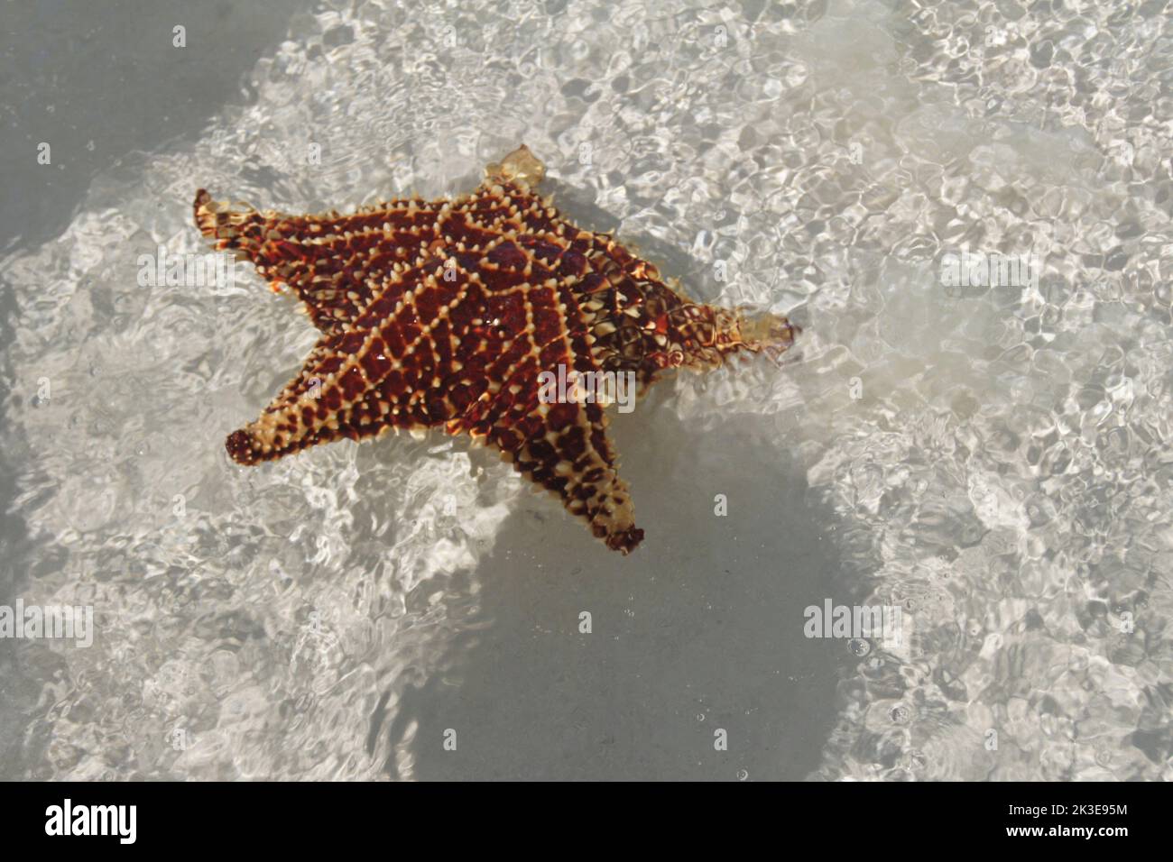 Starfish in Playa Pilar de Cayo Guillermo - Tropical island located in ...