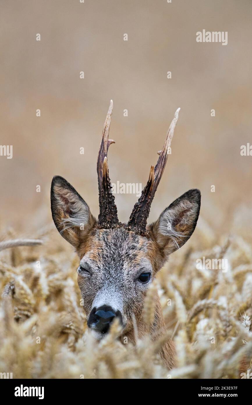 European roe deer (Capreolus capreolus) buck winking in cereal field ...