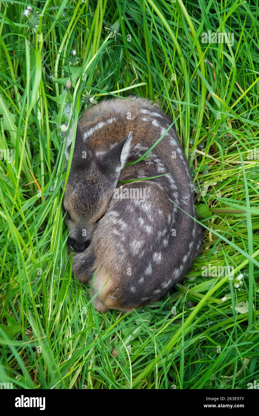 Curled young hi-res stock photography and images - Alamy