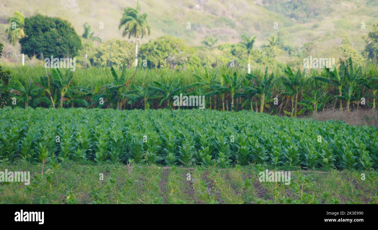 Tobacco plantation in Hanabanilla, municipality of Manicaragua ...