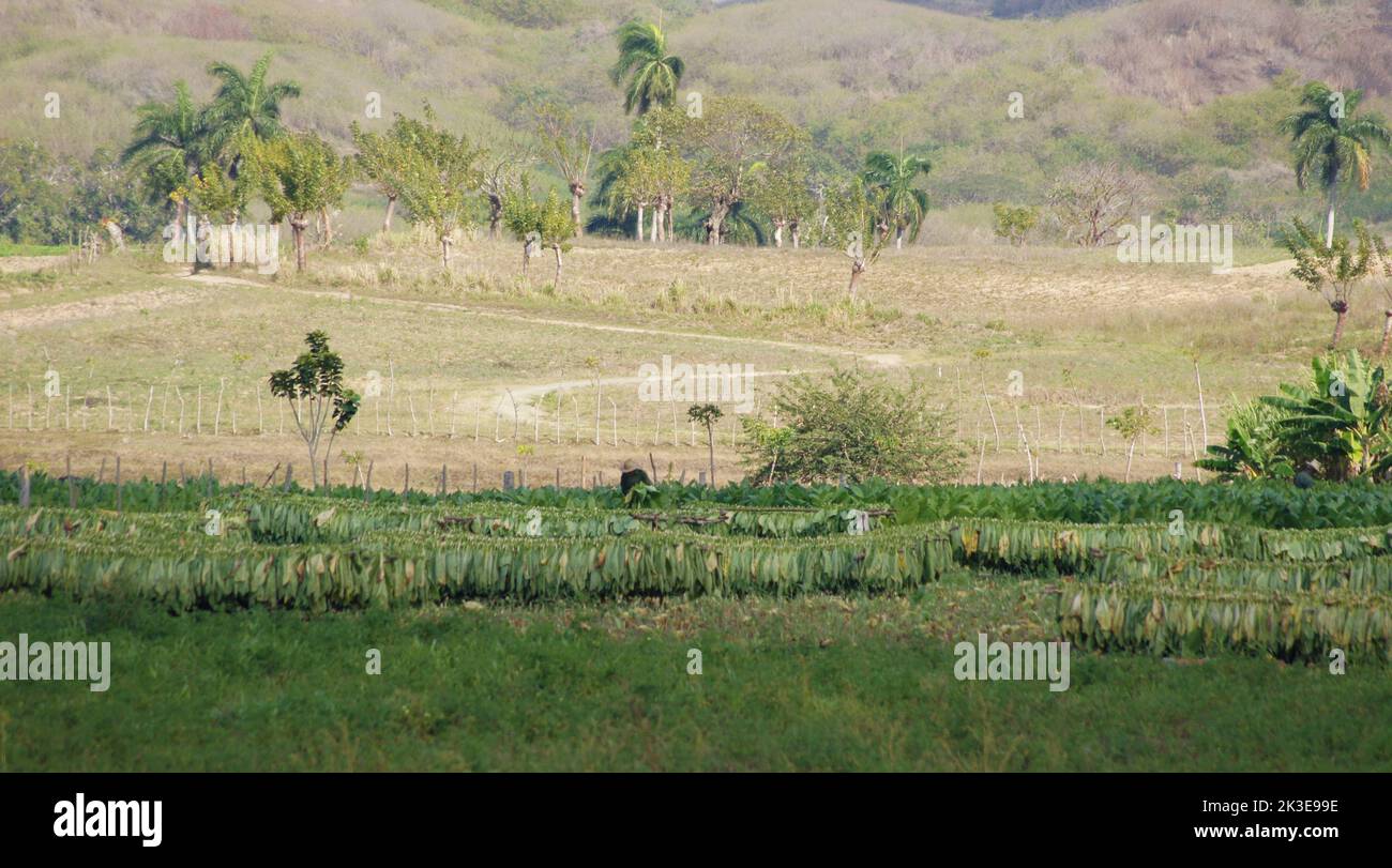 Tobacco plantation in Hanabanilla, municipality of Manicaragua ...