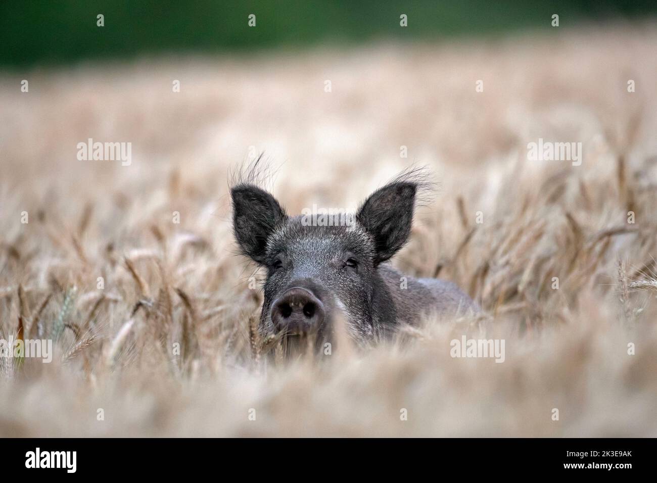 Solitary wild boar (Sus scrofa) sow / female foraging in wheat field in ...