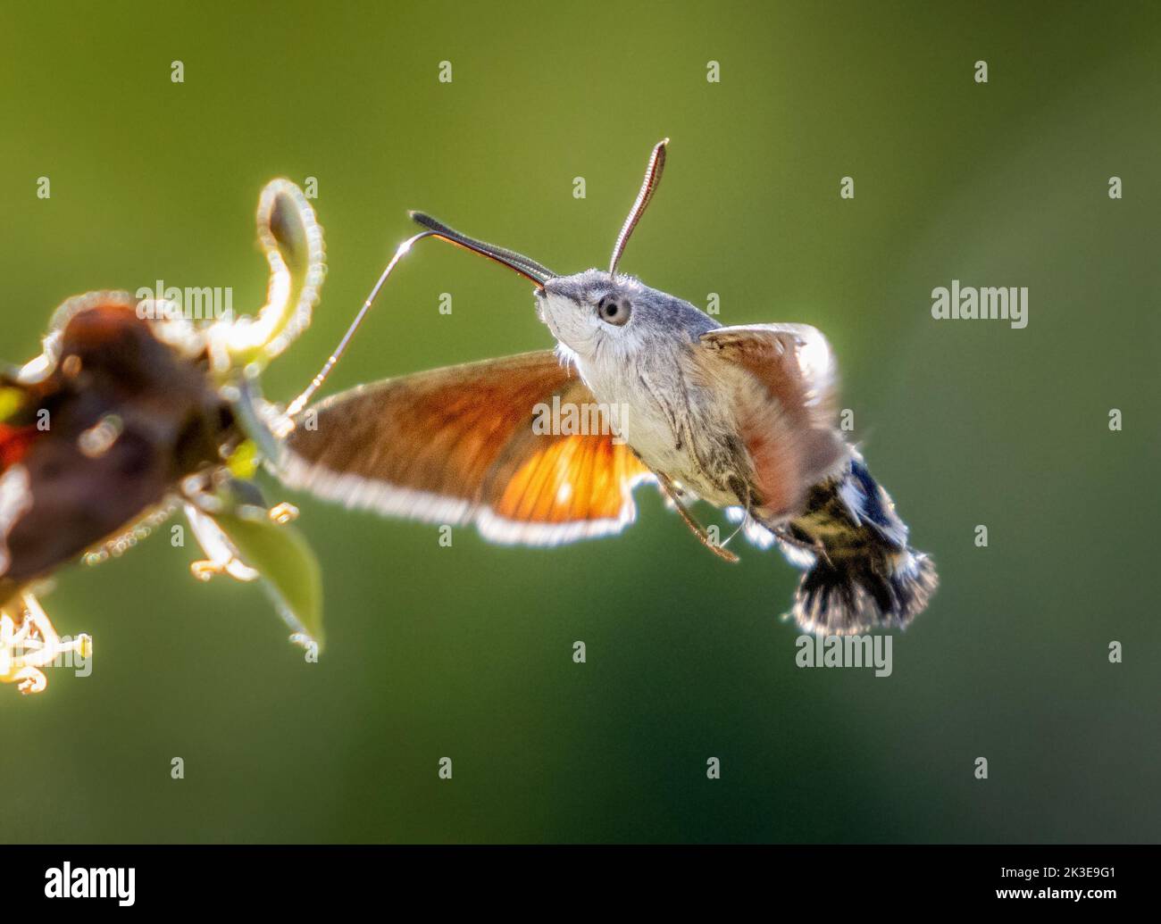 Humminbird hawk moth )Macroglossum stellatarum) drinking nectar from a ...