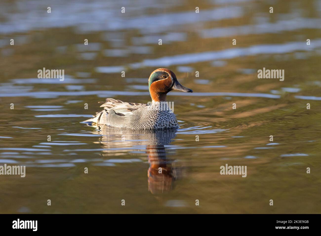 Eurasian teal / common teal / Eurasian green-winged teal (Anas crecca ...