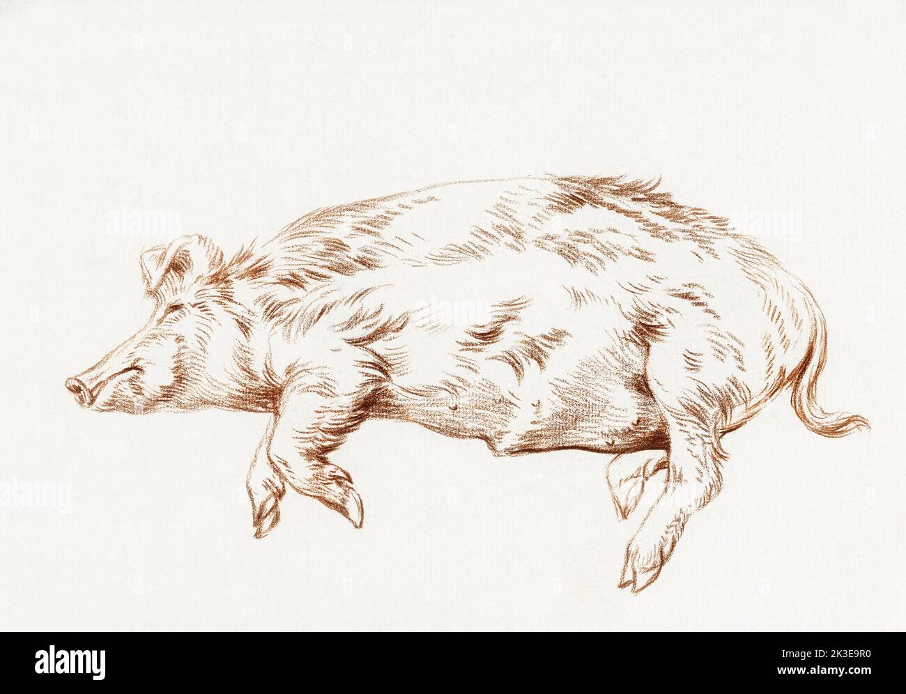Lying pig (1812) by Jean Bernard (1775-1883). Original from The ...