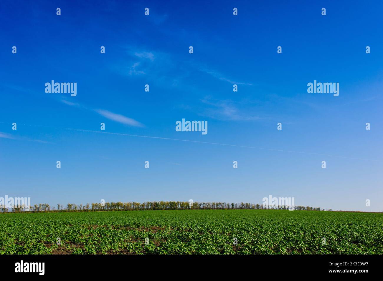 Ukrainian Green Field of wheat, blue sky and sun, white clouds ...