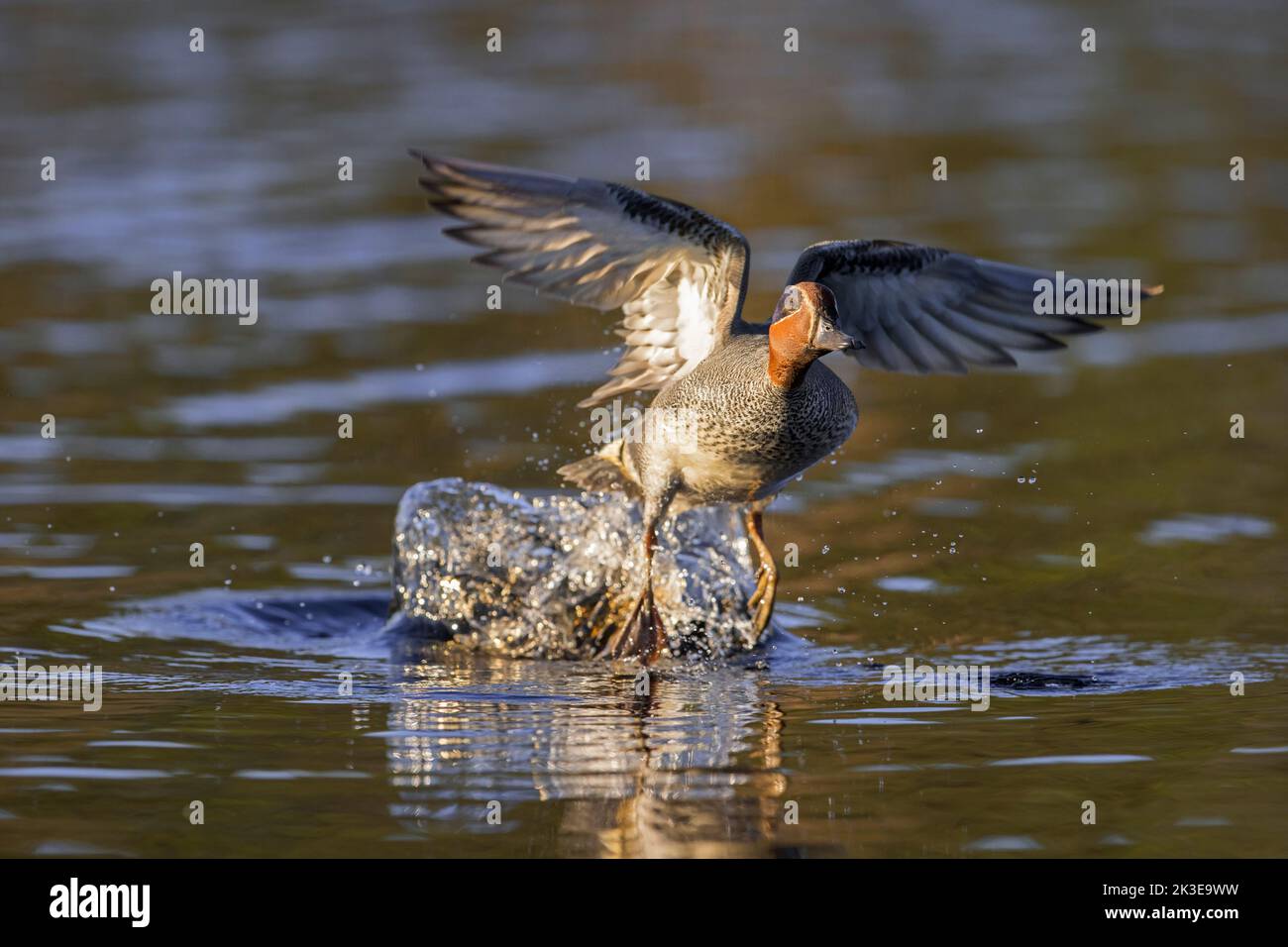 Eurasian teal / common teal / Eurasian green-winged teal (Anas crecca ...
