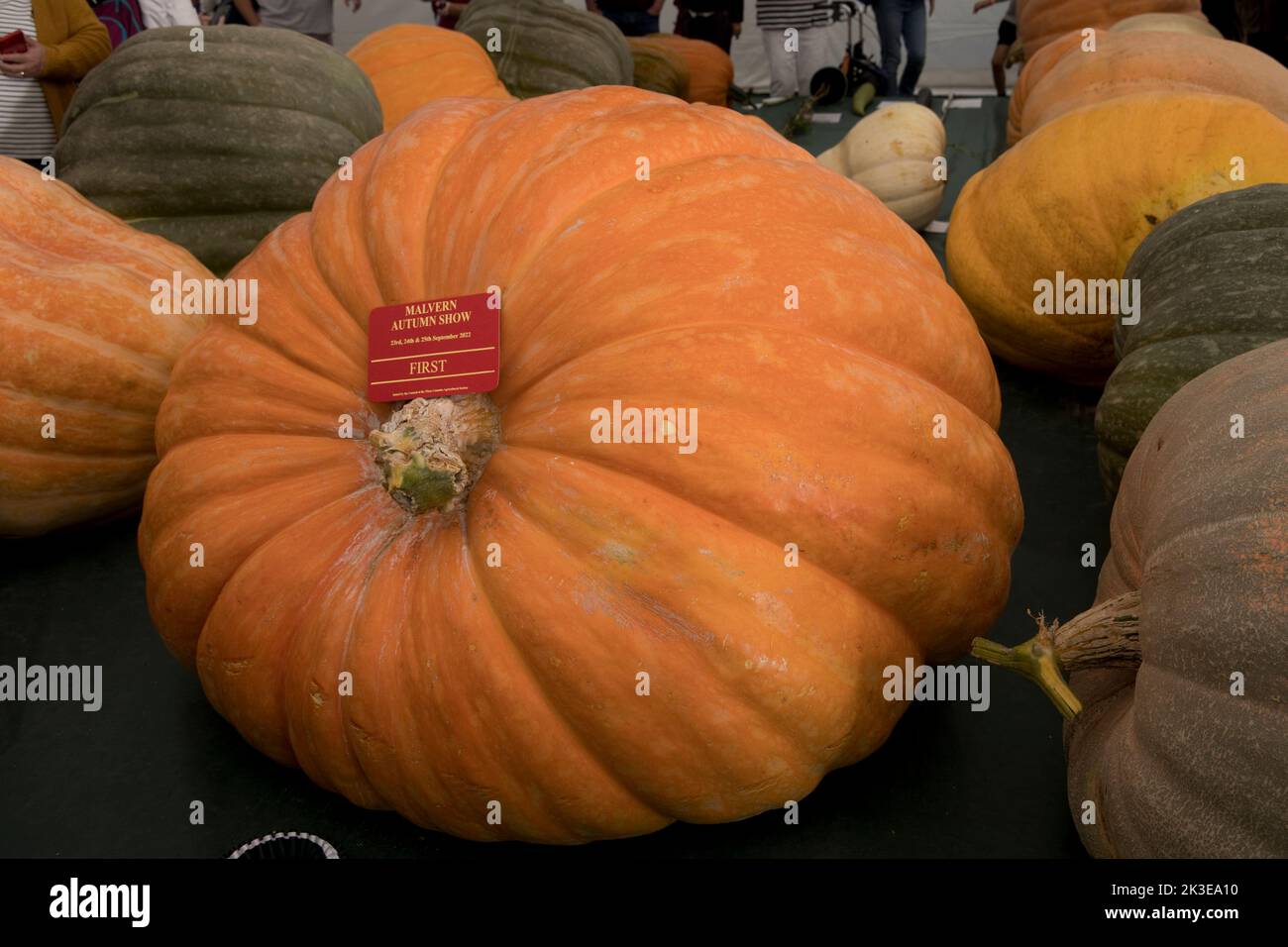 Giant pumpkins are some of the giant vegetables at Three Counties ...