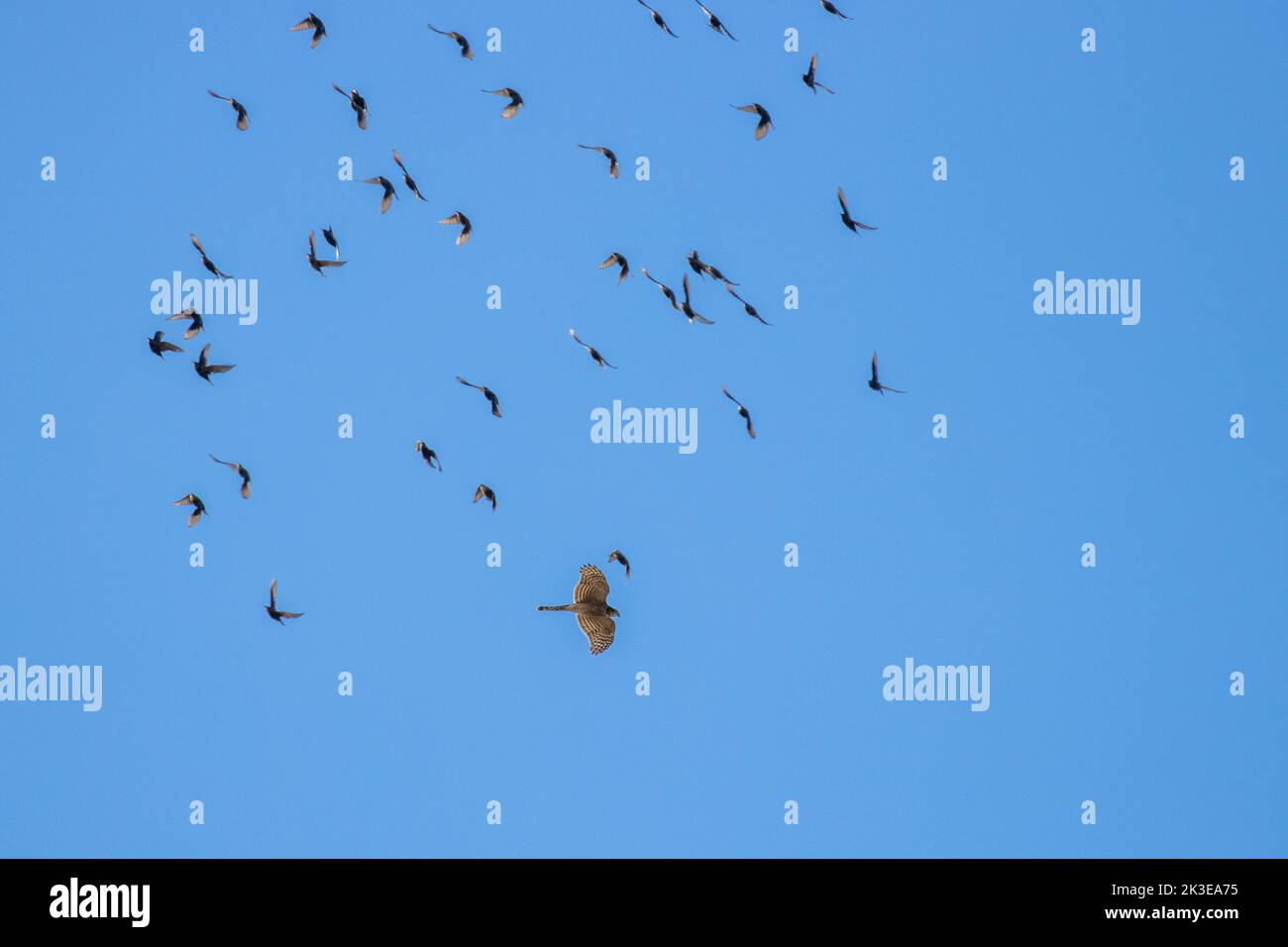 Starlings (Sturnus vulgaris) mobbing a sparrowhawk (Accipiter nisus ...