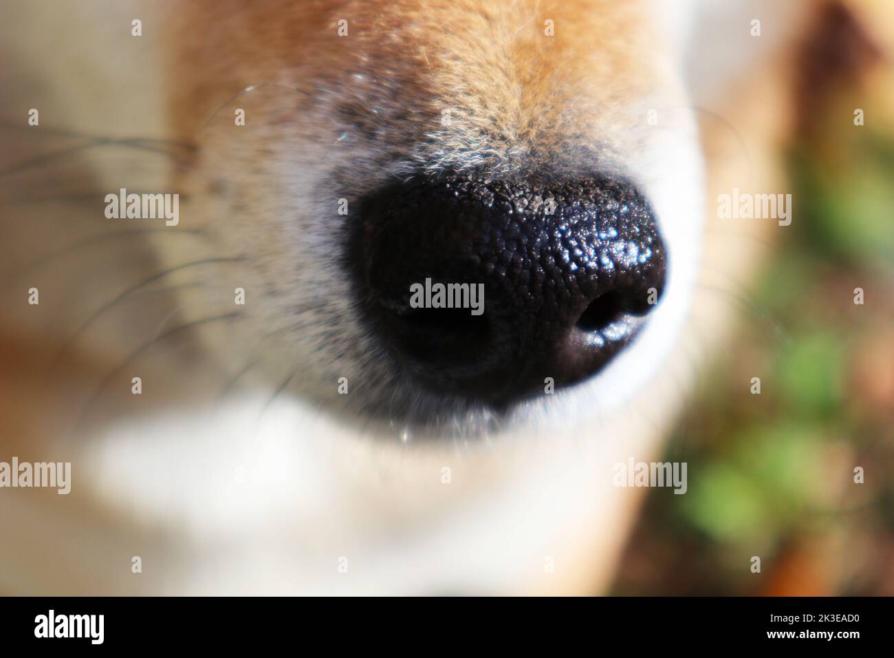 How Powerful Is A Dogs Nose