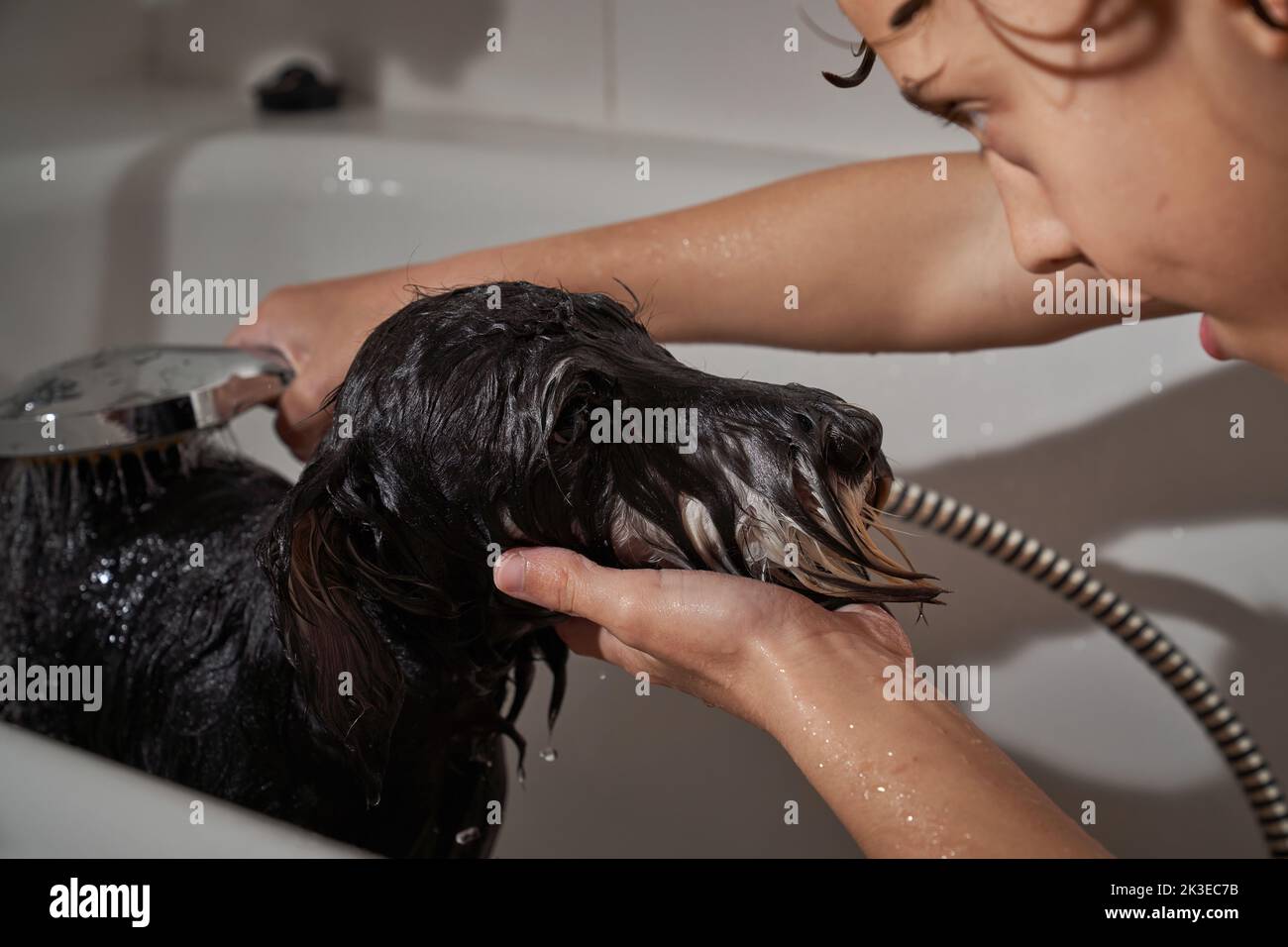 Boy washing dog hi-res stock photography and images - Alamy