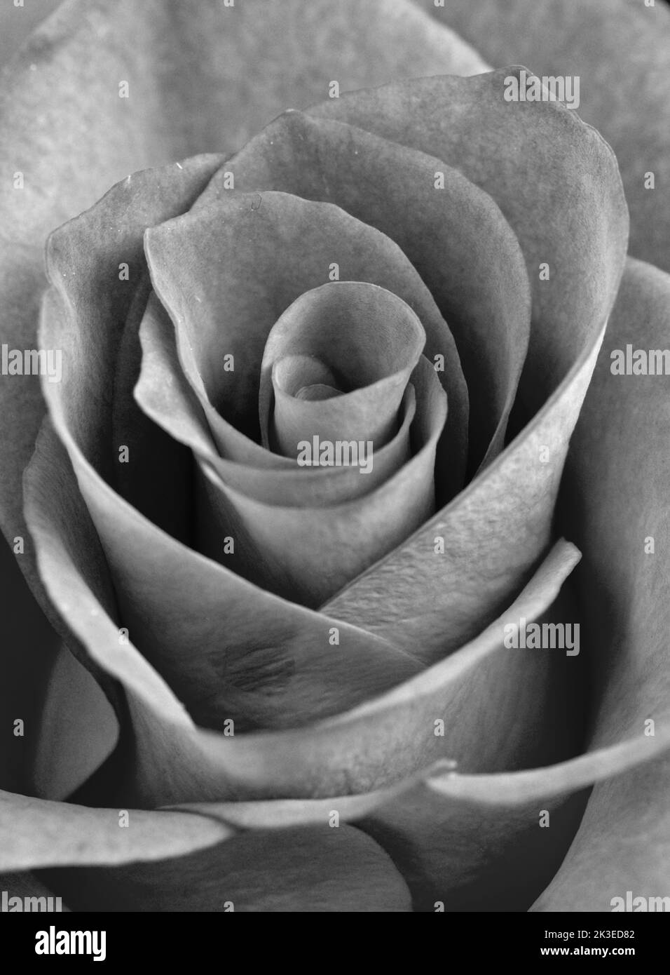 Monochrome rose, showing that colour does not always define something ...