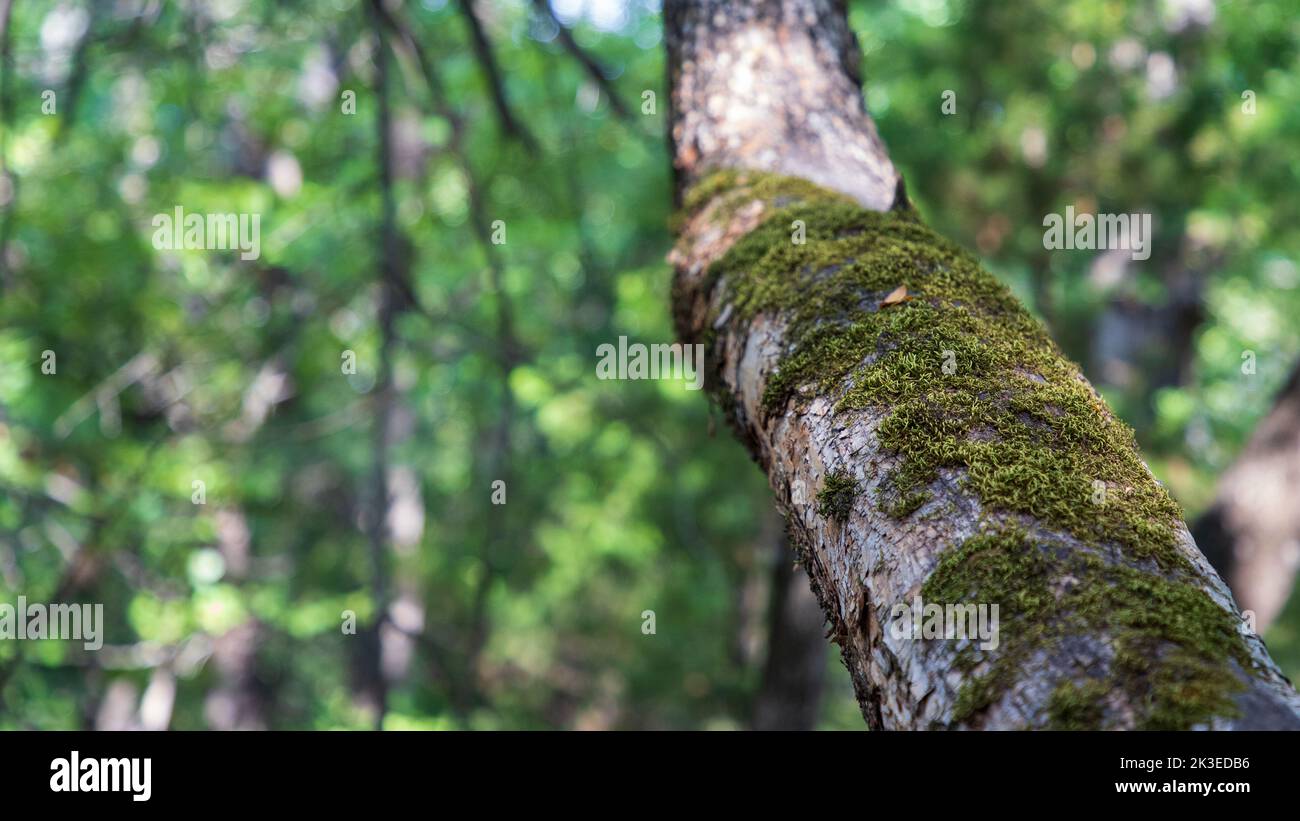 Silver Moss Growing on Oak Tree Stock Photo - Alamy