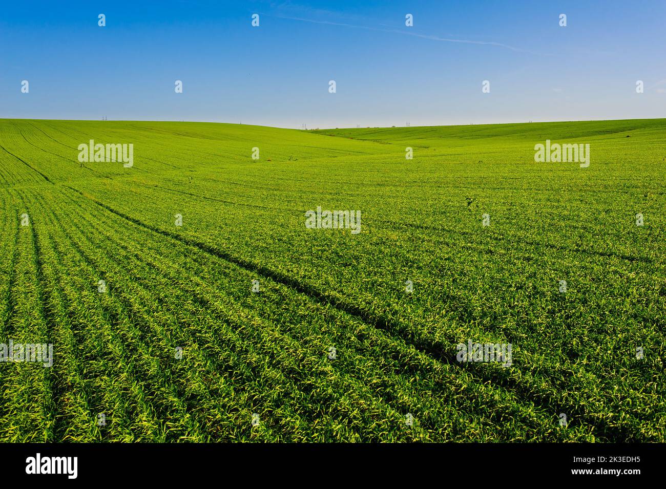 Ukrainian Green Field of wheat, blue sky and sun, white clouds ...