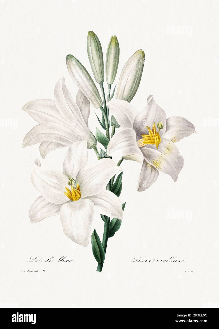 Madonna Lily from Choix des plus belles fleurs (1827) by Pierre-Joseph ...