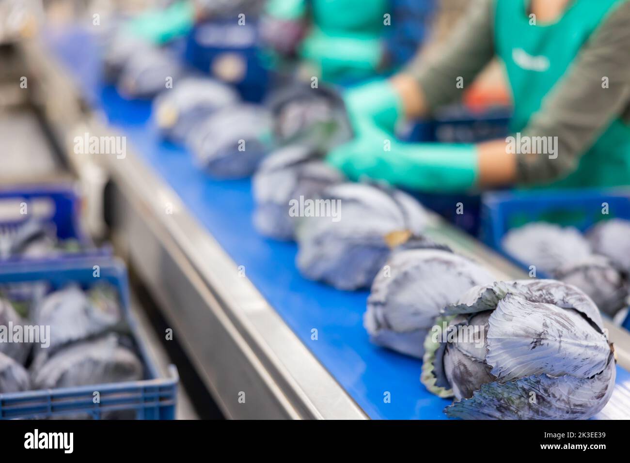 View of red cabbage on conveyor belt of sorting production line at ...
