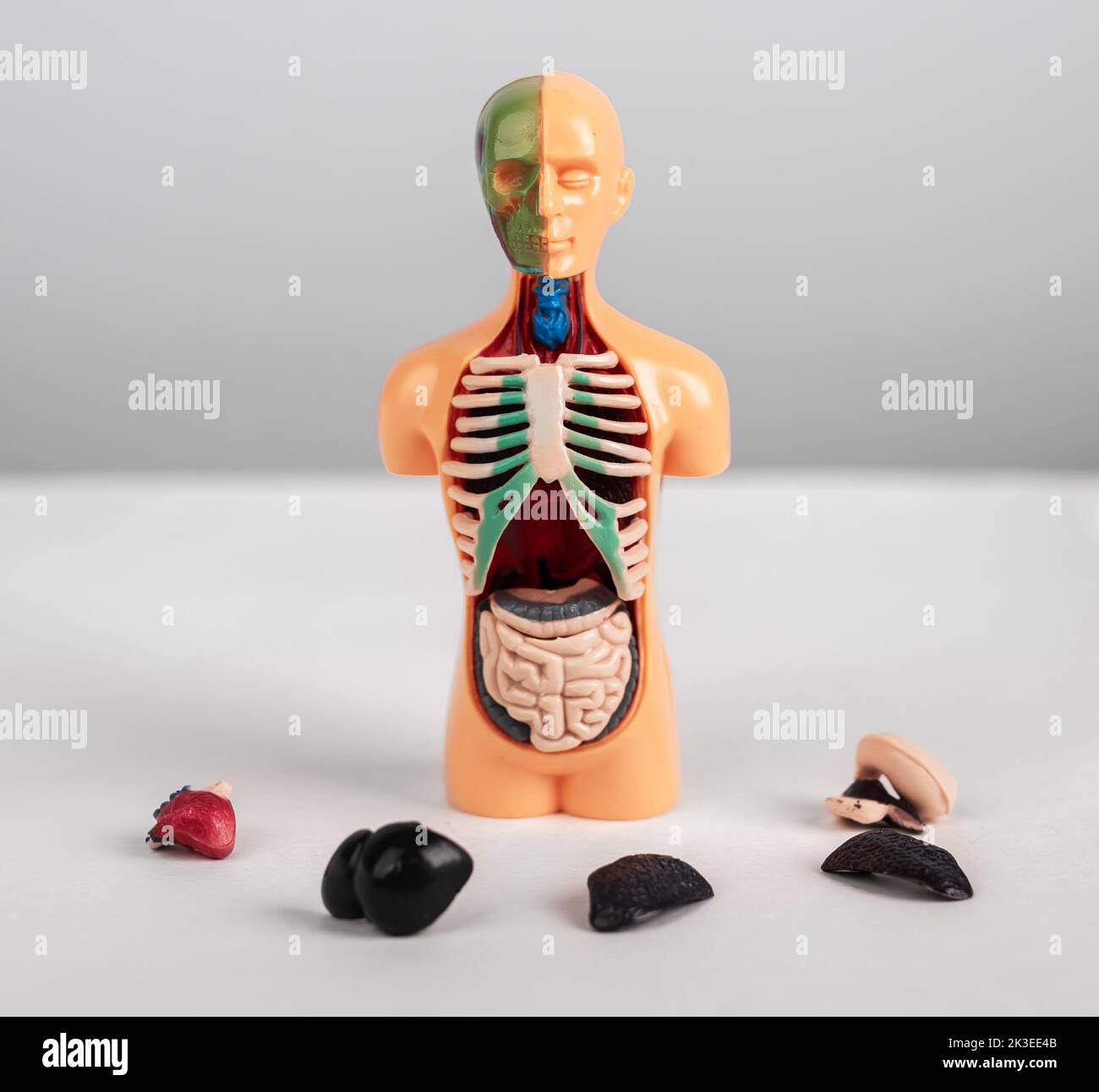 Human body model. Medical checkup, health examination, organs donation ...