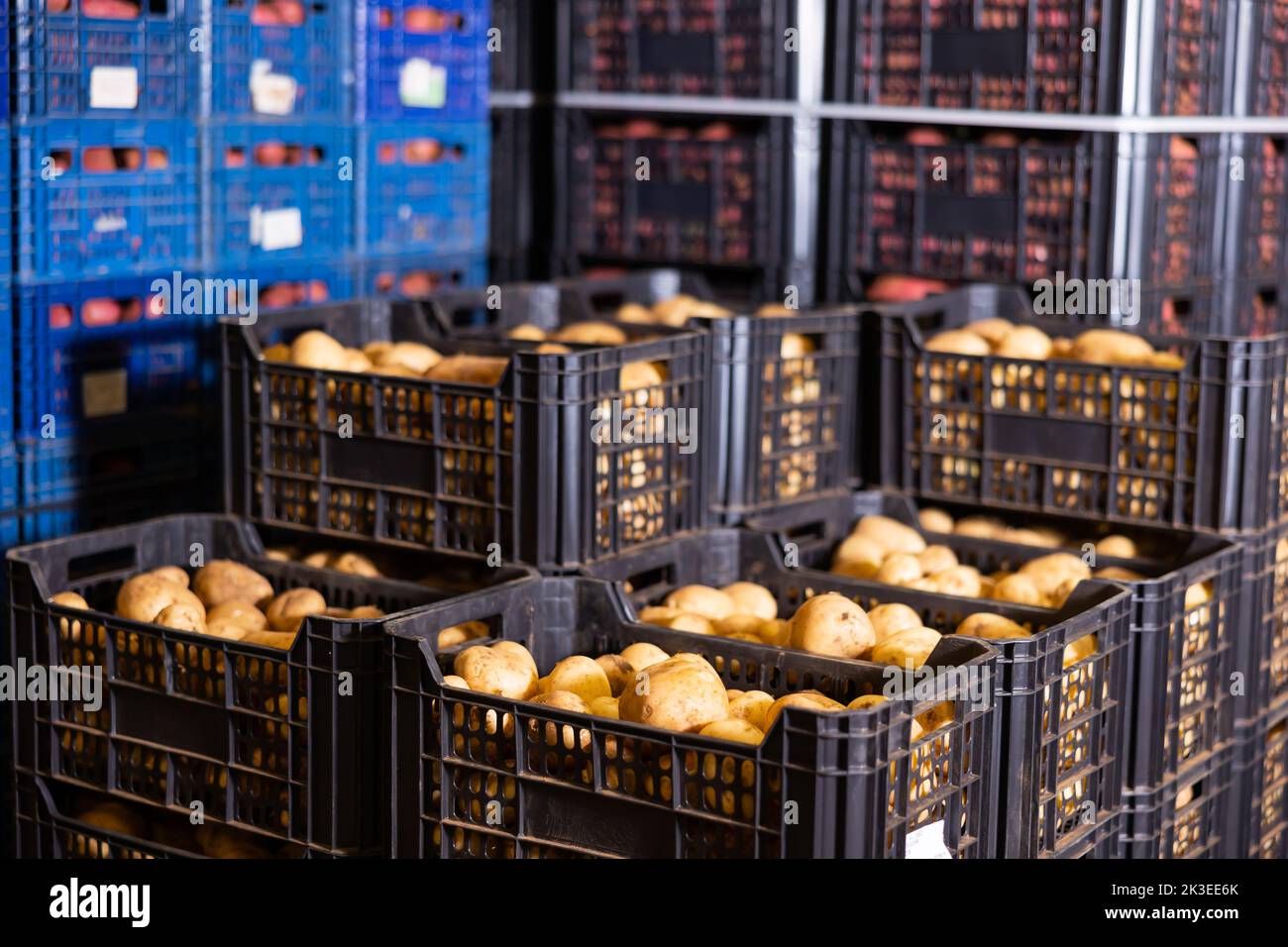 Plastic boxes with harvested potatoes in warehouse of agricultural farm ...