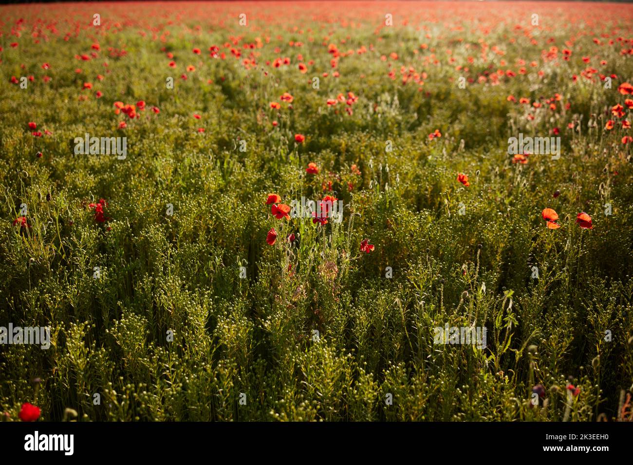 Poppys in a field of Flax Stock Photo - Alamy