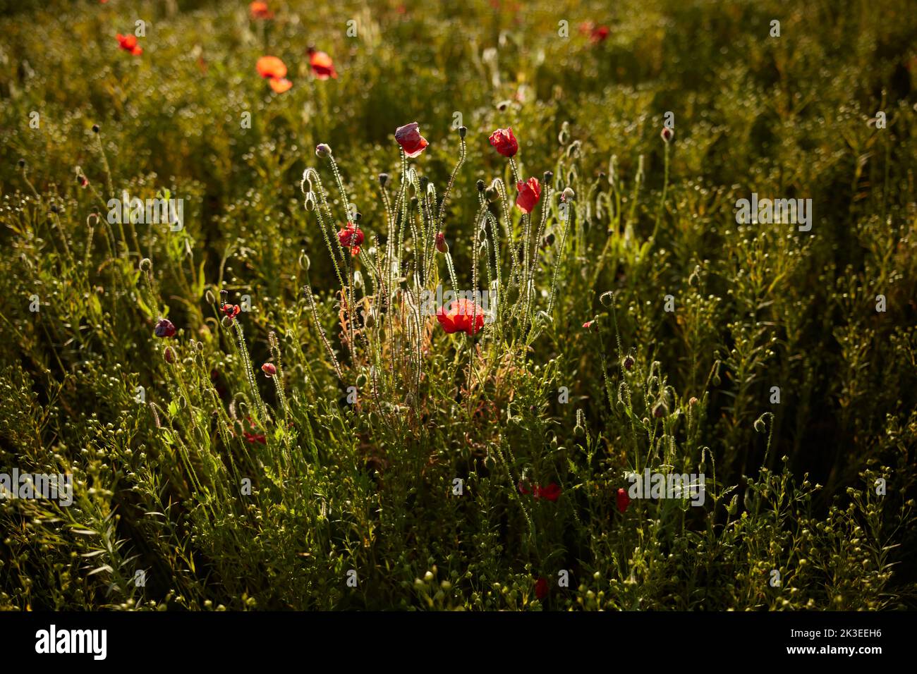 Poppys in a field of Flax Stock Photo - Alamy