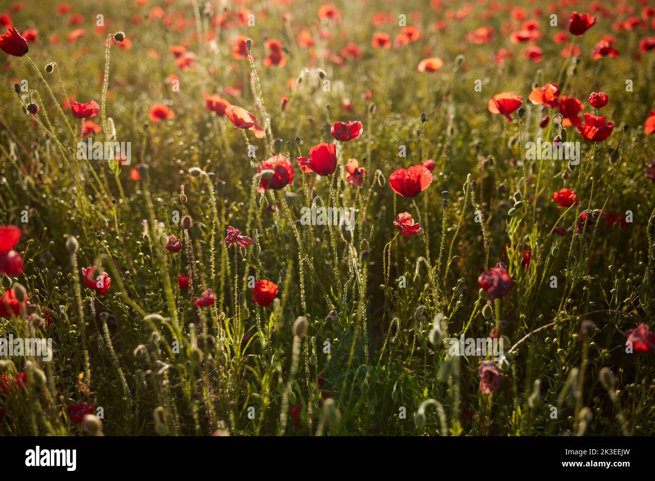 Poppys in a field of Flax Stock Photo - Alamy