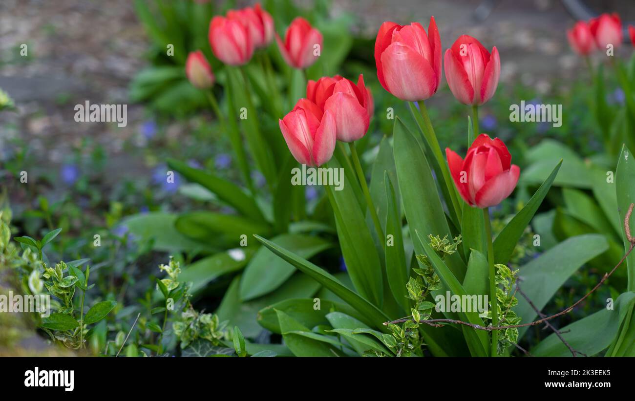 Red tulips with green background hi-res stock photography and images ...