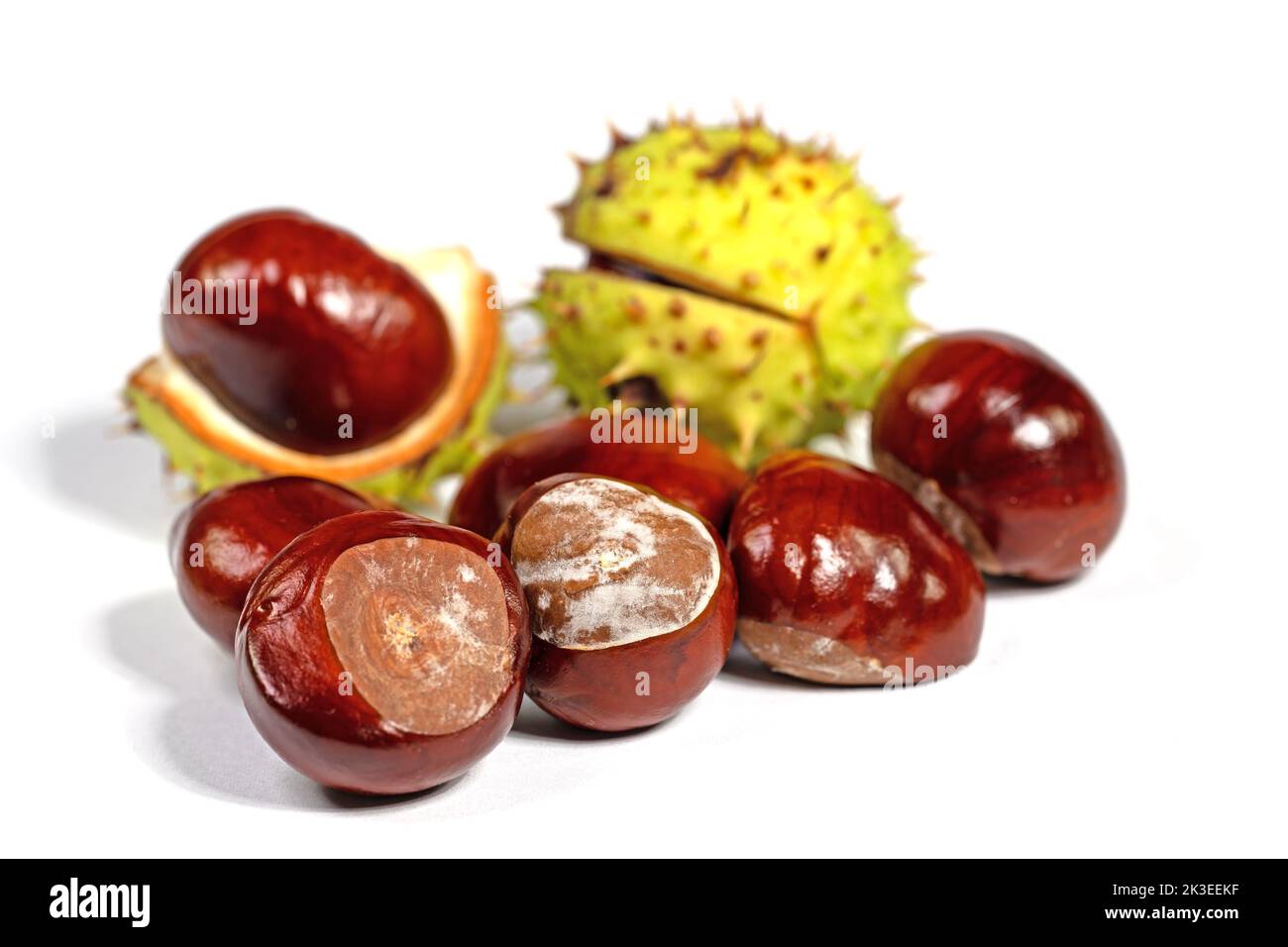 Horse chestnuts, Aesculus hippocastanum, close-up Stock Photo - Alamy