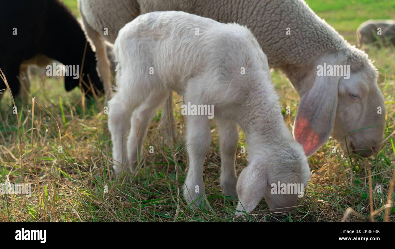 Grazing baby sheep with his mother and herd of sheep in background ...