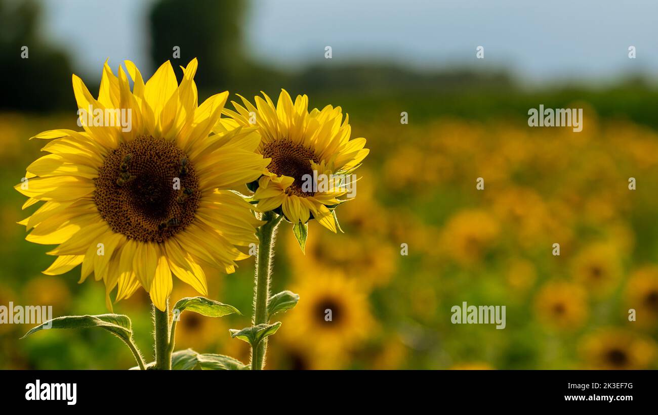 Beautiful sunflowers on field bees hi-res stock photography and images ...