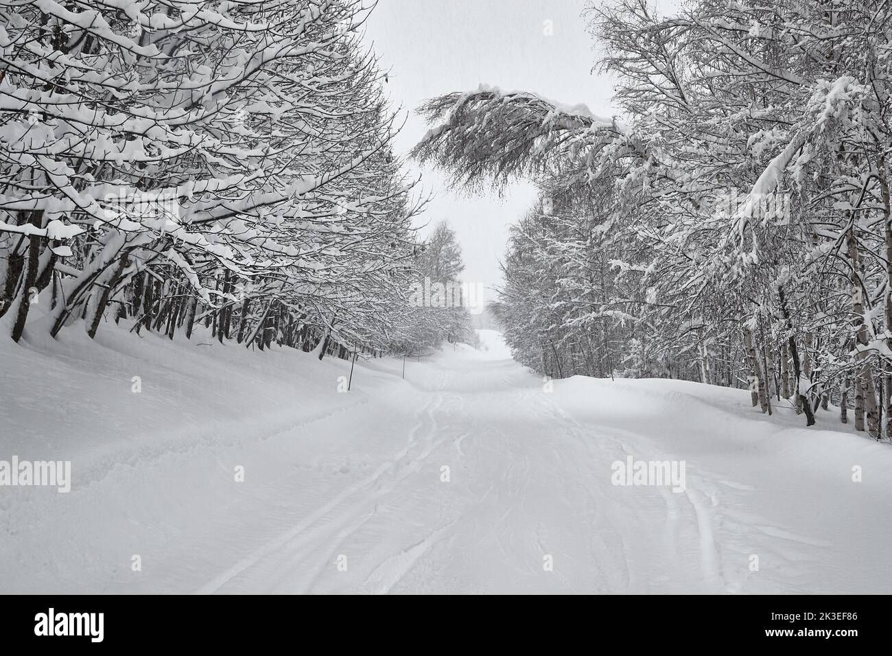 Alpine landscape with deep snow and forest trail hi-res stock ...