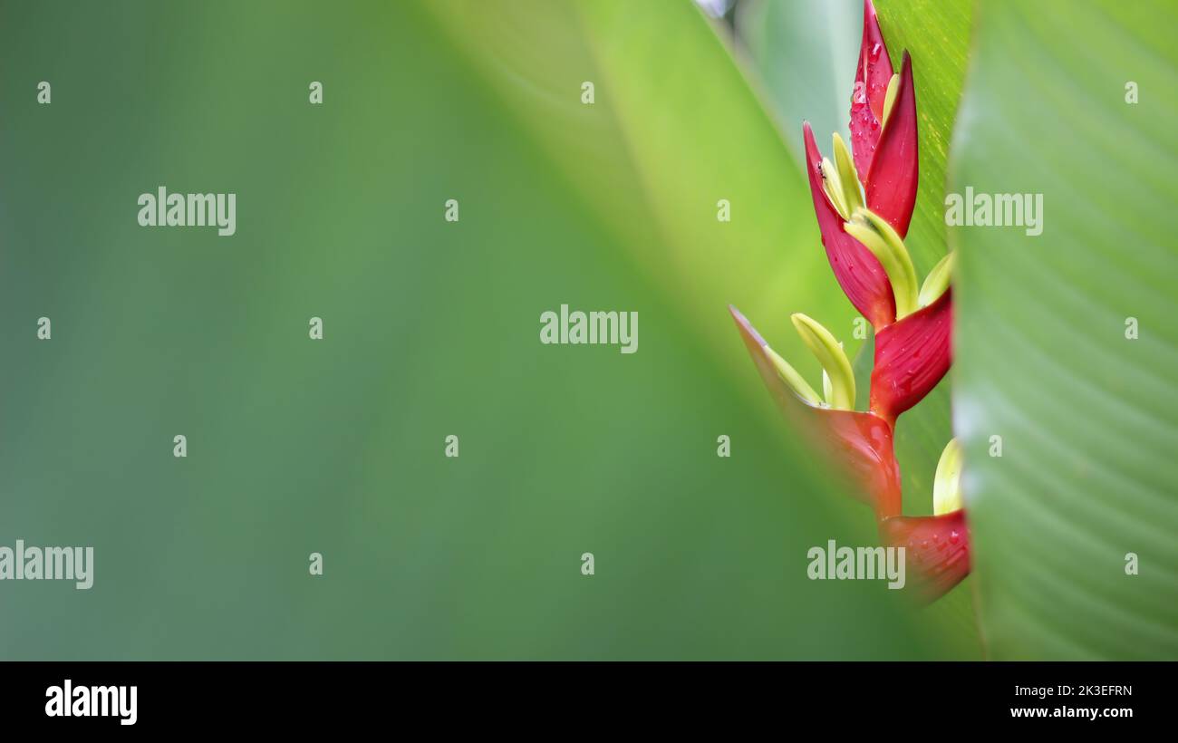 heliconia, typical Atlantic forest flower Stock Photo - Alamy