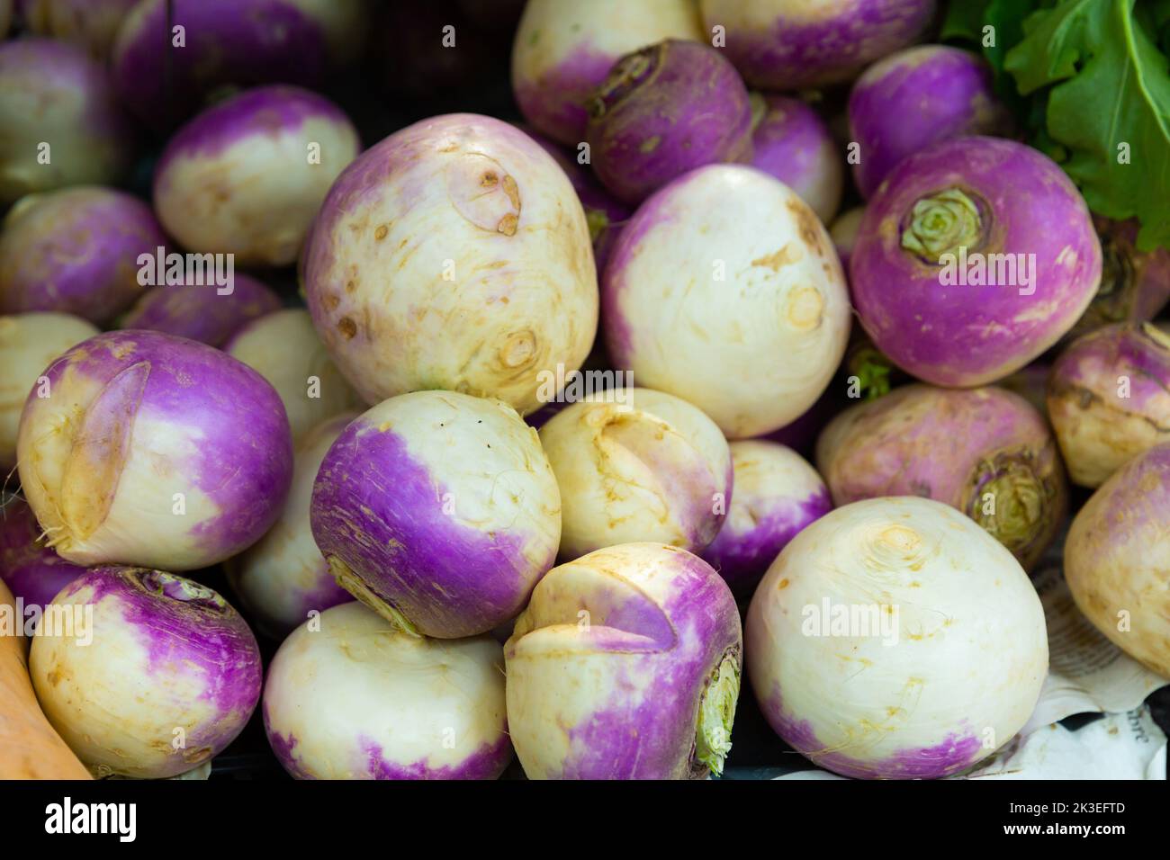 Fresh organic turnips in boxes at market Stock Photo - Alamy