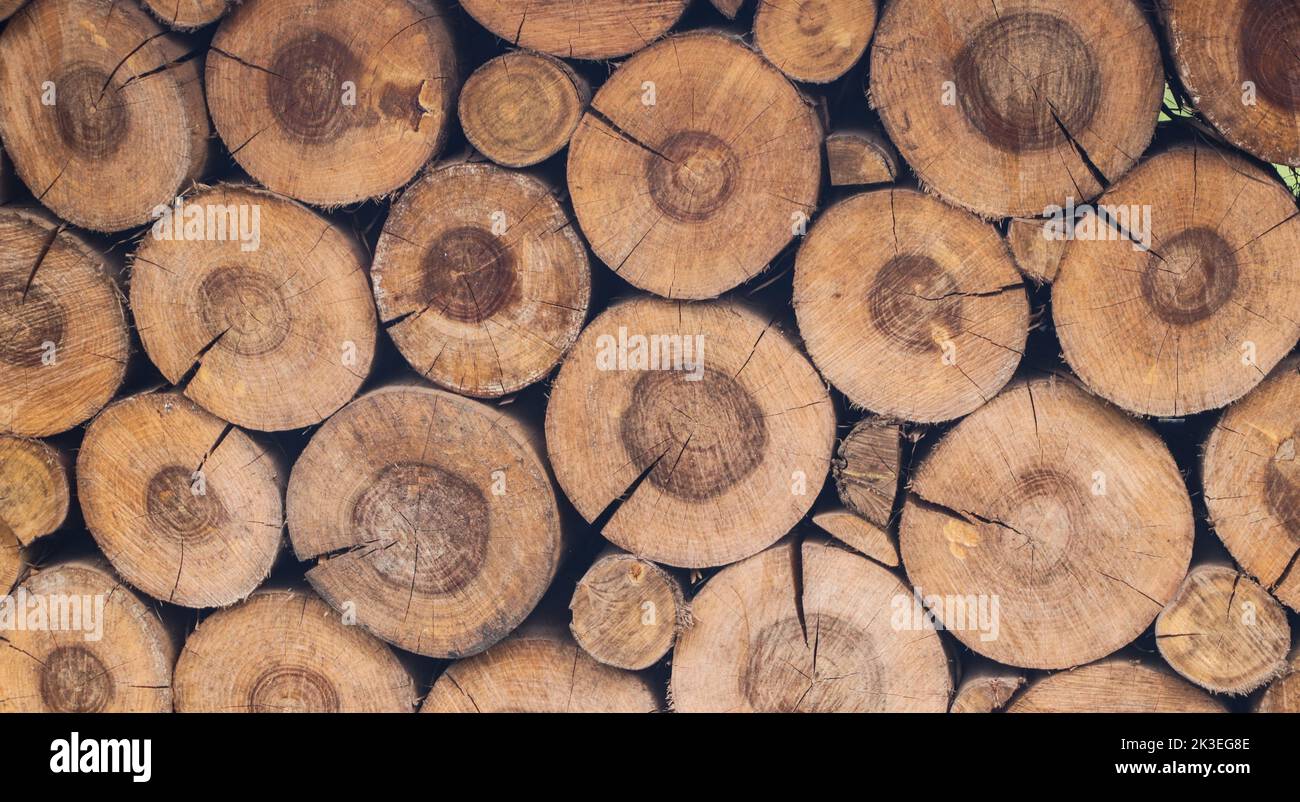 background formed by cross-sections in tree trunks Stock Photo - Alamy
