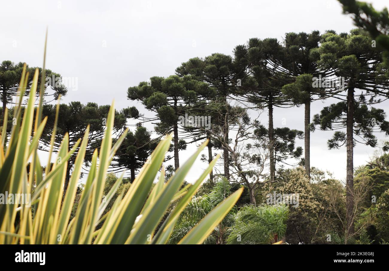 Parana pine, araucaria, endangered pine, typical of southern Brazil ...