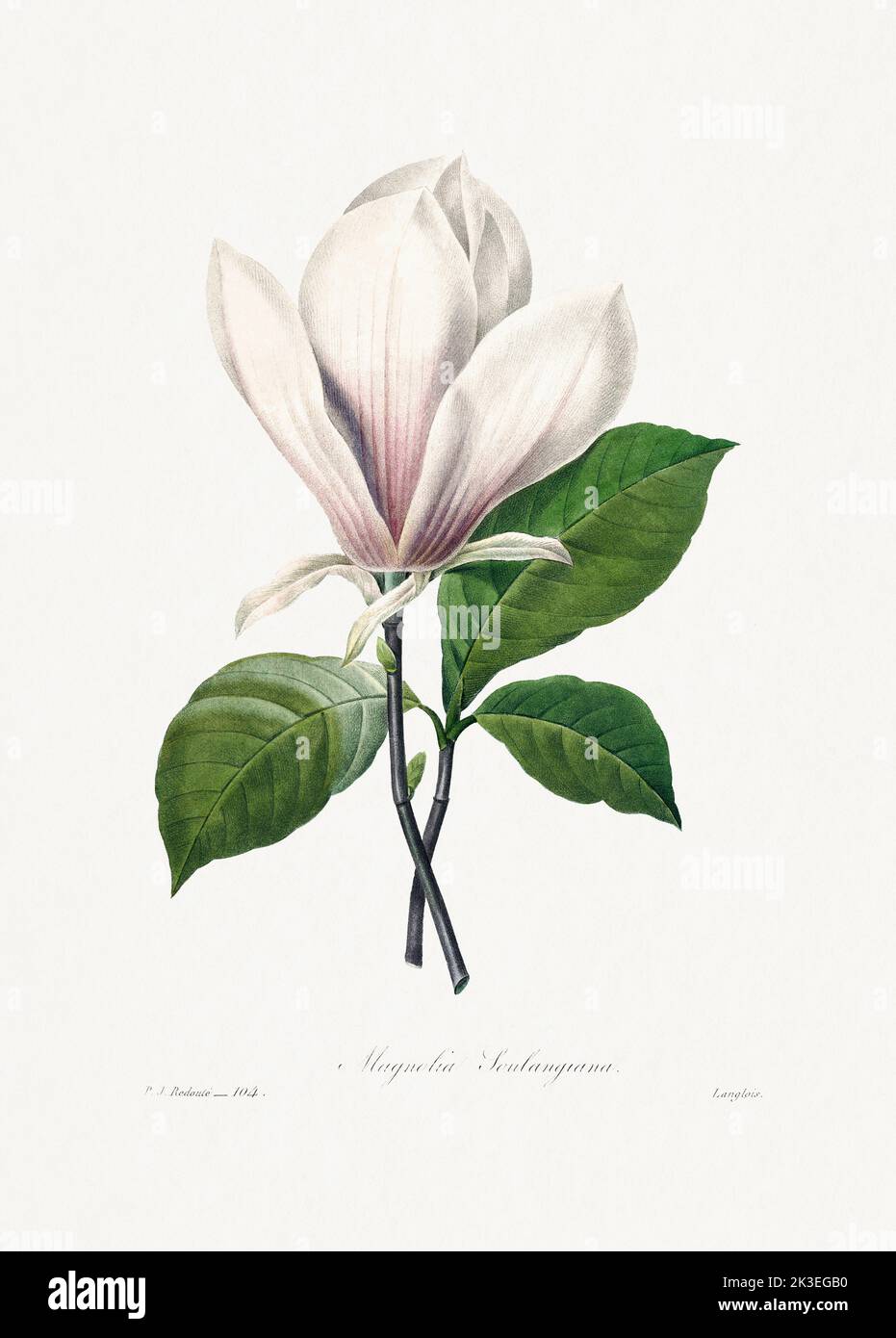 Magnolia Soulangiana by Pierre-Joseph Redouté (1759–1840). Original ...
