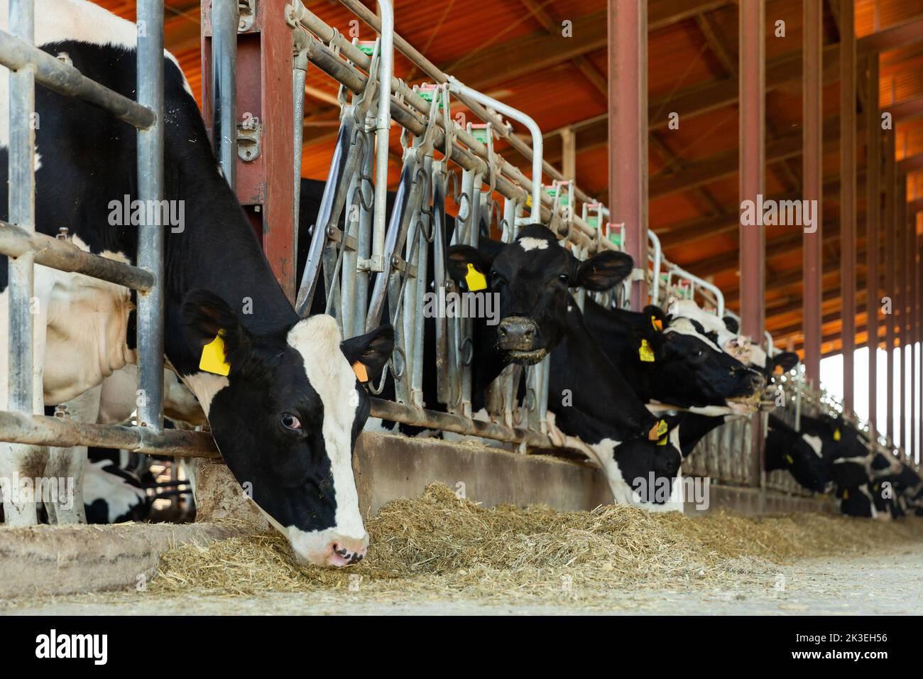 Row of cows eating hay in cowshed on dairy farm closeup Stock Photo - Alamy