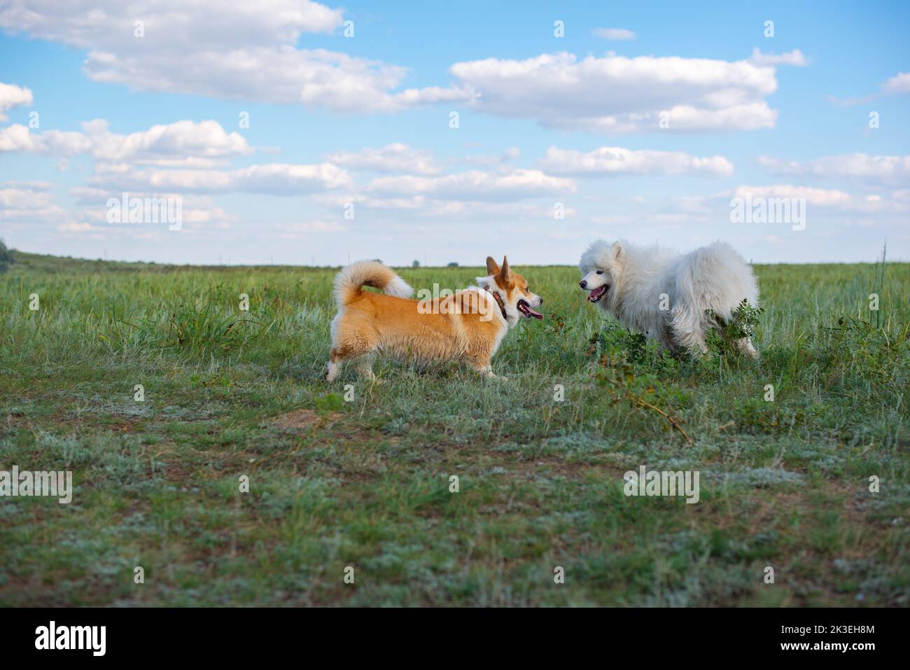 Dogs on grass bank hi-res stock photography and images - Alamy