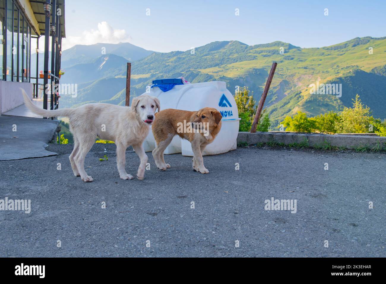 stray two dogs play with each other in georgia Stock Photo - Alamy