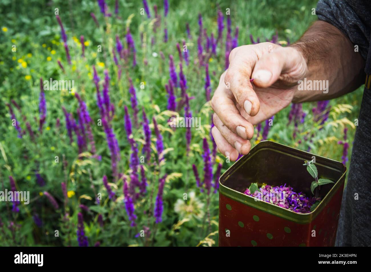 Collection of medicinal herbs. The herbalist collects sage. Herbal ...