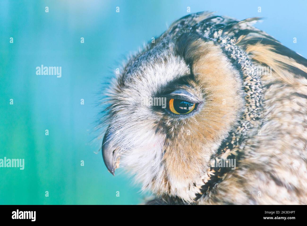 Owls in a cage at the zoo. Owl outdoors. A cute owl sits on a branch ...