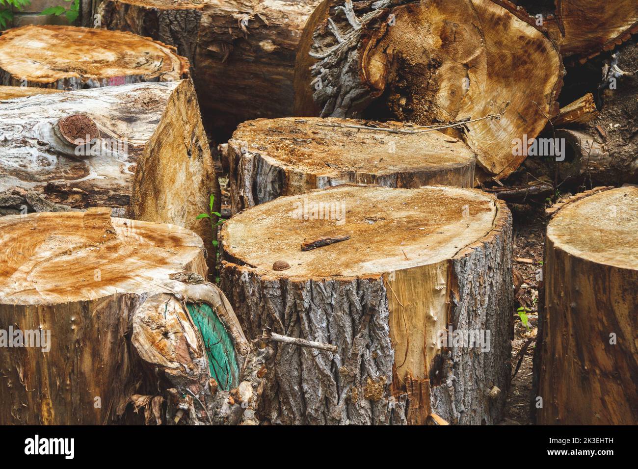 The problem of deforestation. Export of timber from the country ...